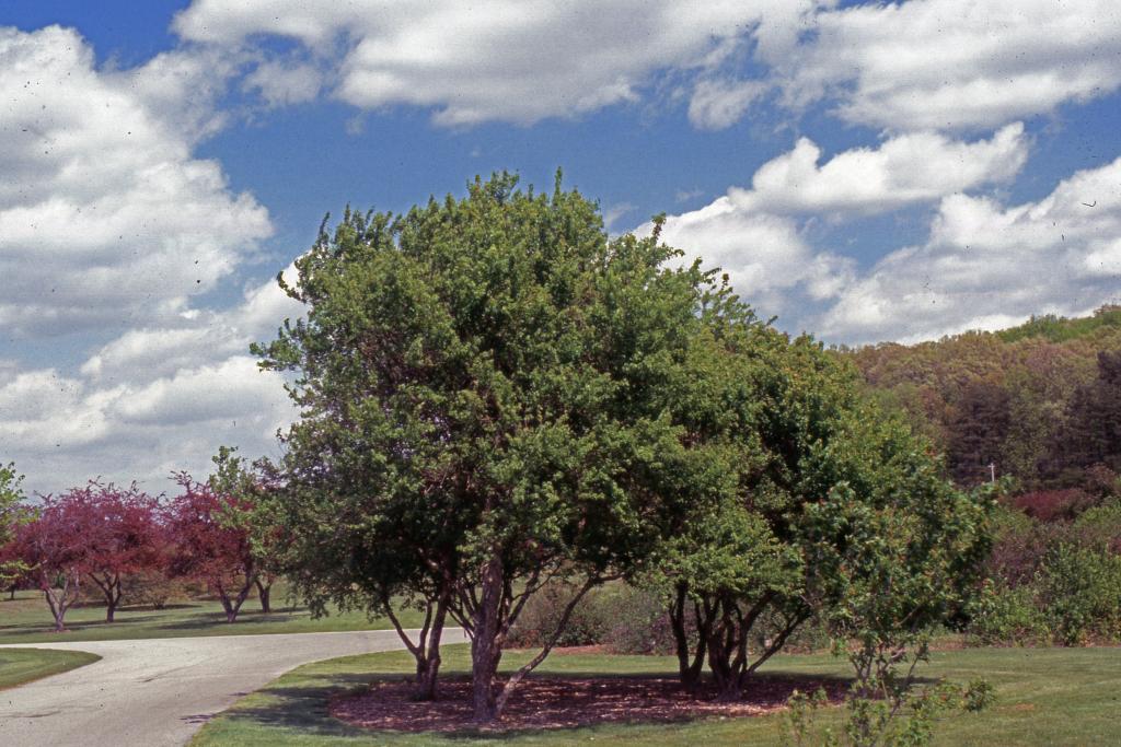 Trident maple | The Morton Arboretum