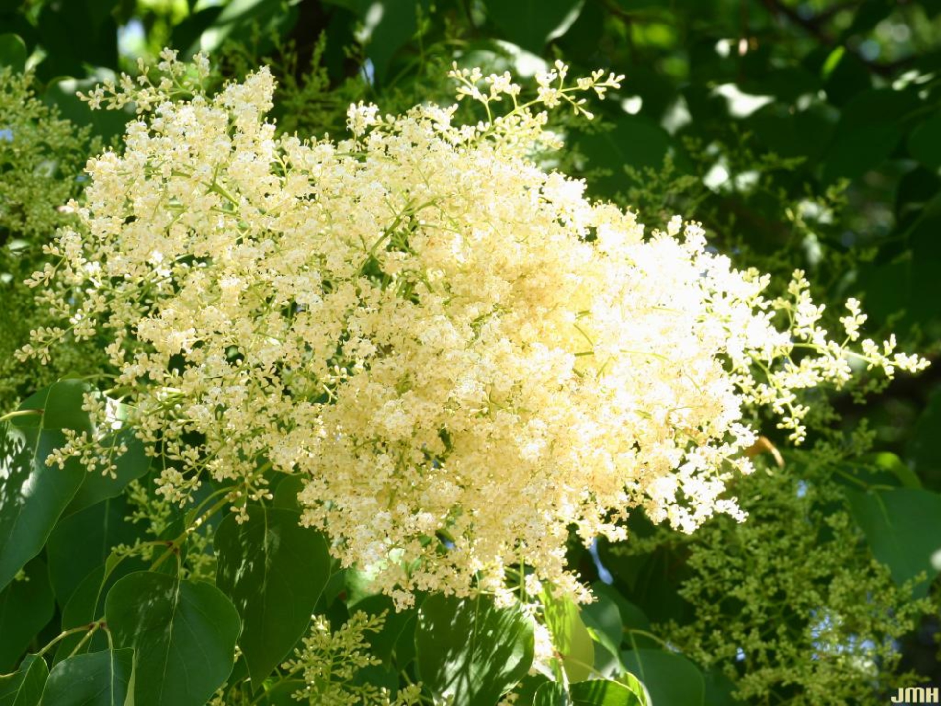 Peking lilac | The Morton Arboretum