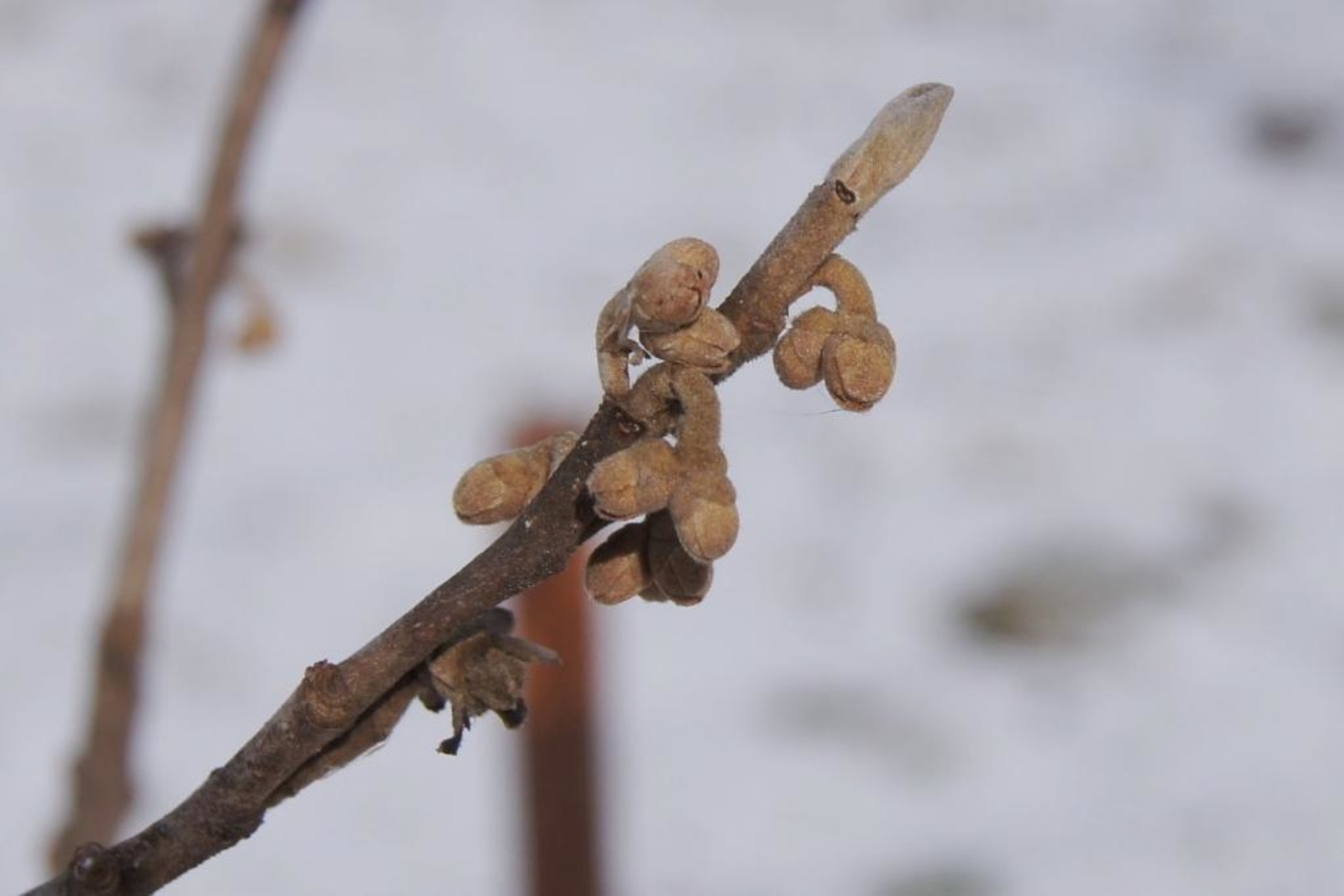 Hybrid witch-hazels | The Morton Arboretum