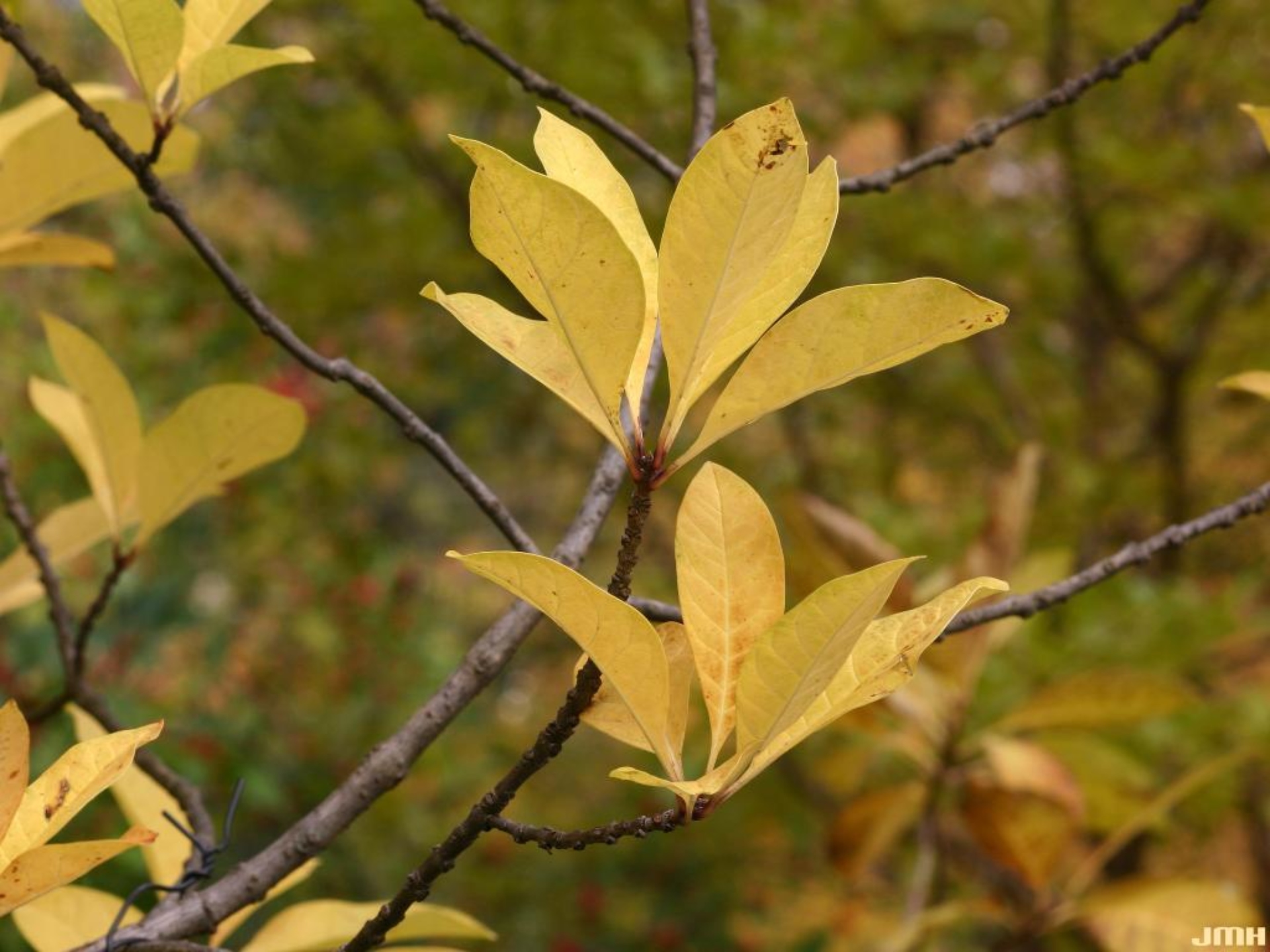 Fringe tree | The Morton Arboretum