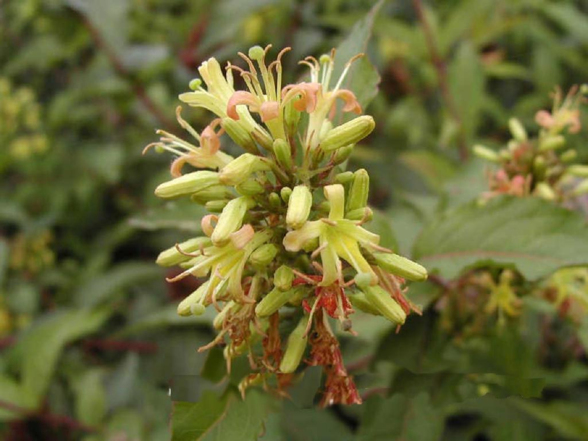 Southern bush-honeysuckle | The Morton Arboretum