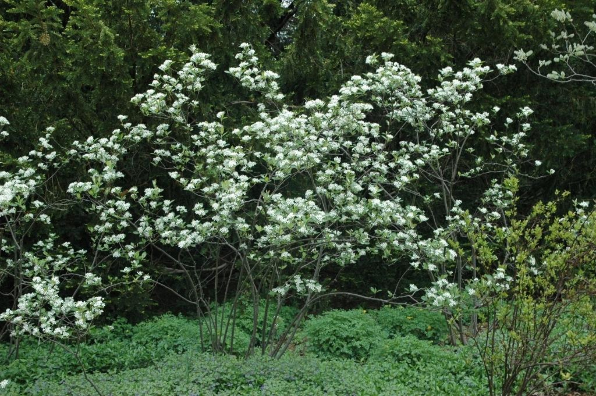 Red chokeberry | The Morton Arboretum