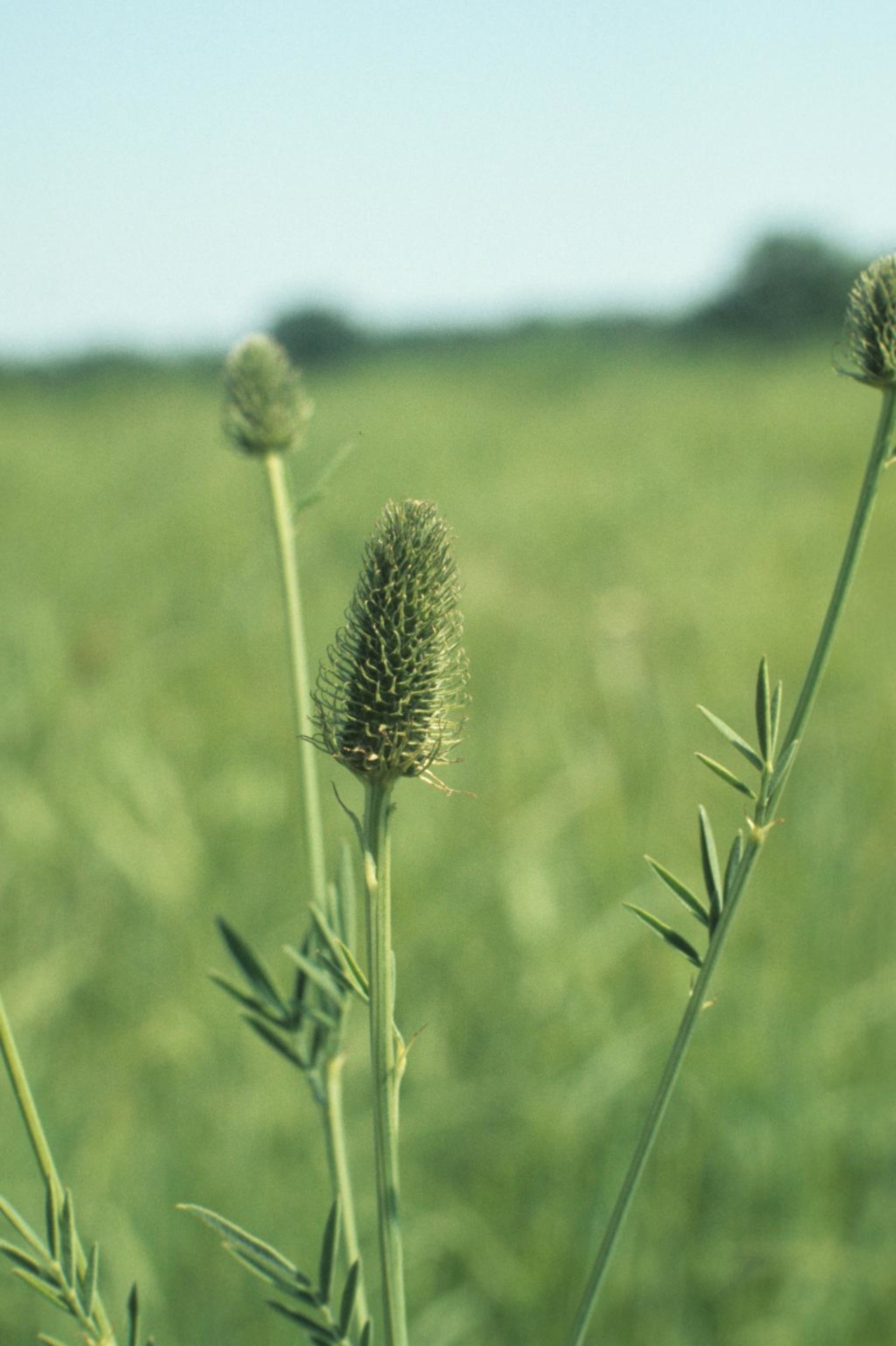 White Prairie-clover | The Morton Arboretum