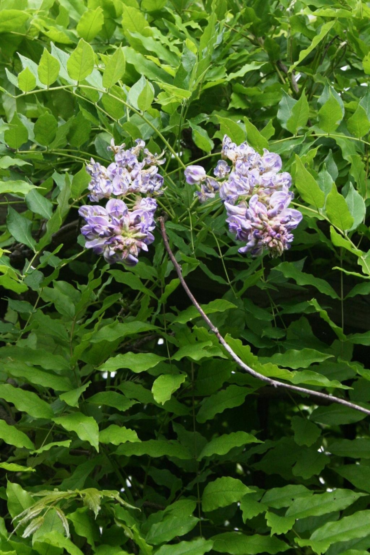 Japanese wisteria | The Morton Arboretum