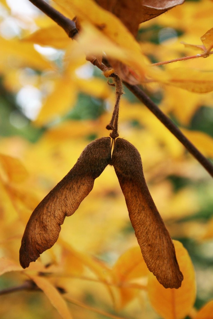 Three-flowered maple | The Morton Arboretum