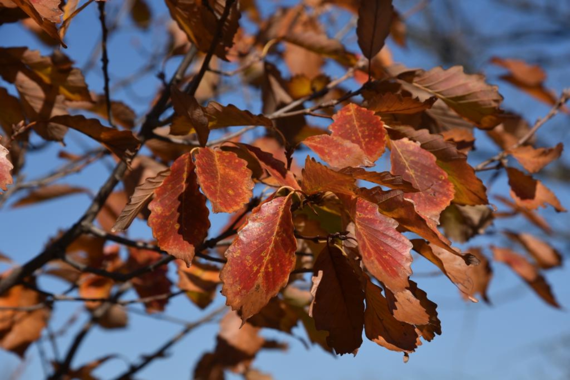 Chestnut oak | The Morton Arboretum