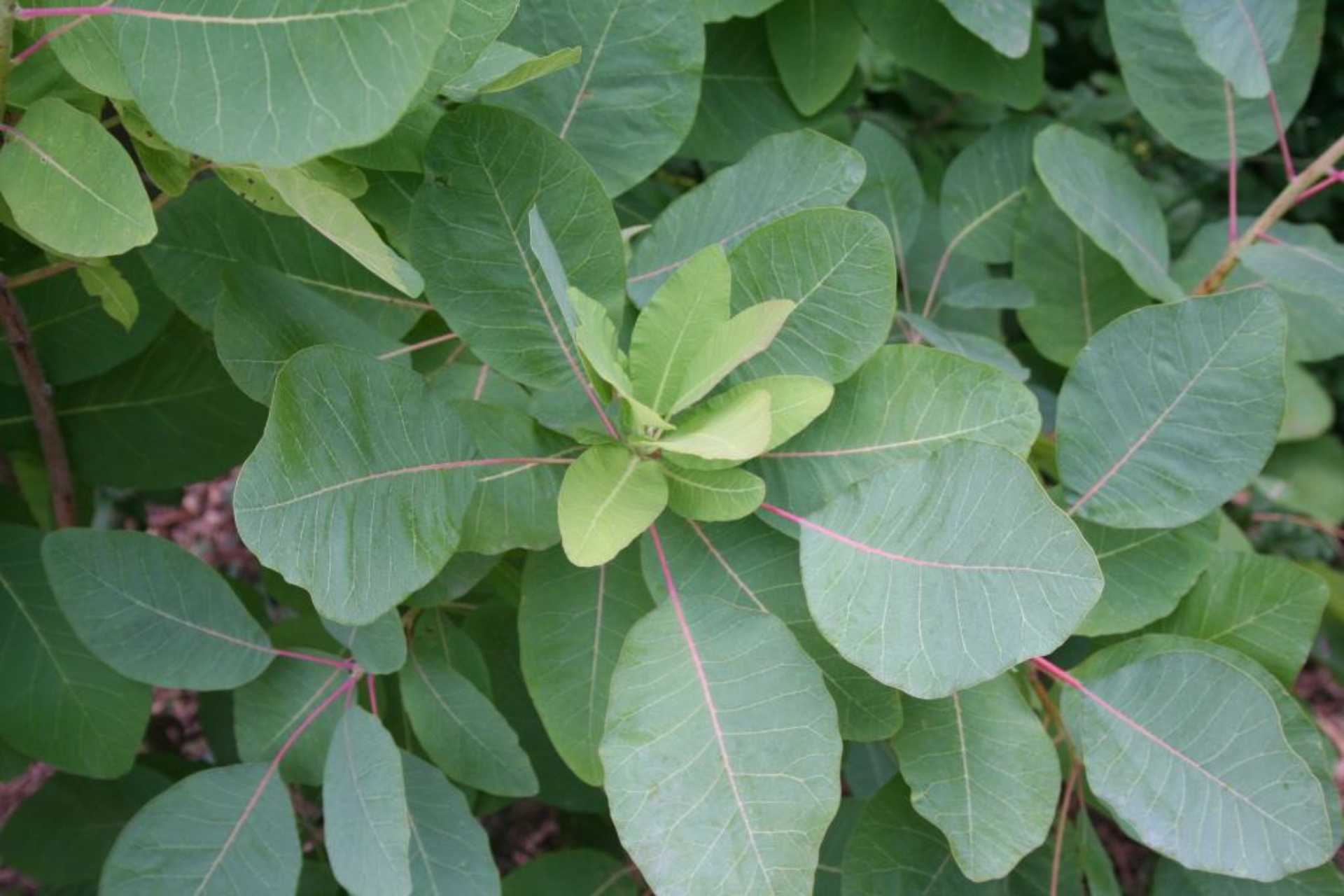 American smoke tree | The Morton Arboretum