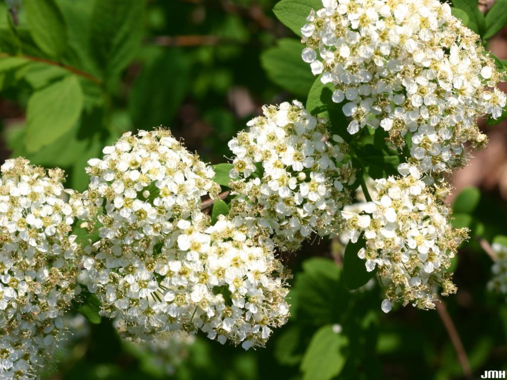 Oriental spirea | The Morton Arboretum