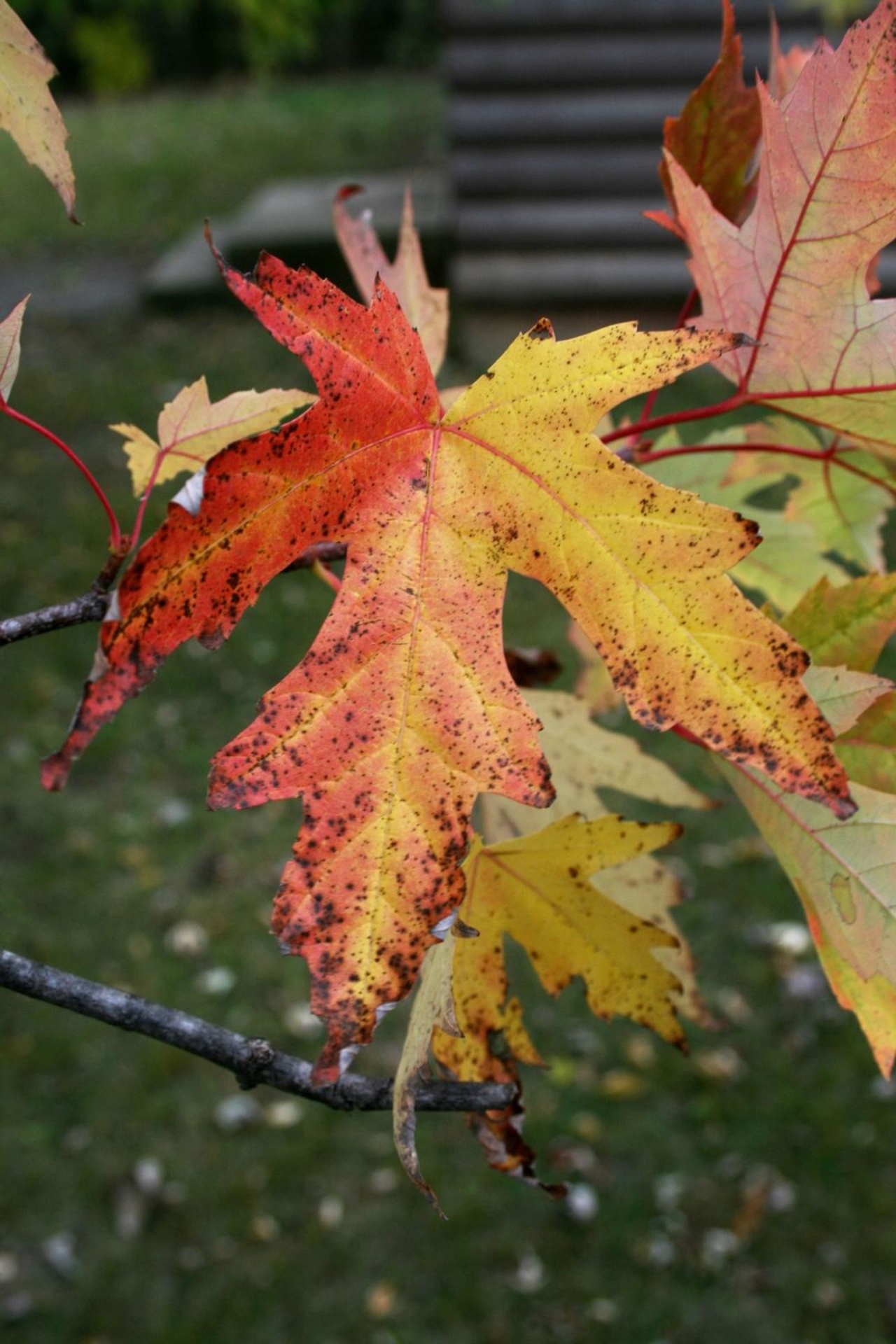 Silver maple | The Morton Arboretum