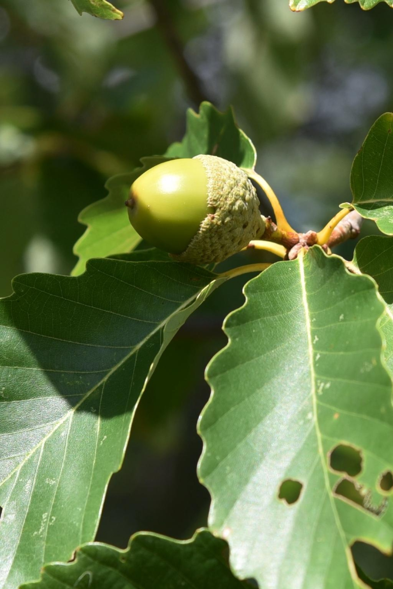 Chestnut oak | The Morton Arboretum