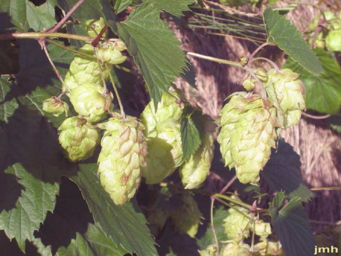 Common hop | The Morton Arboretum