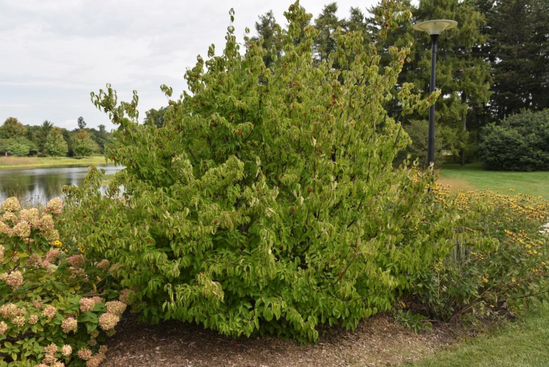 Japanese cornel | The Morton Arboretum
