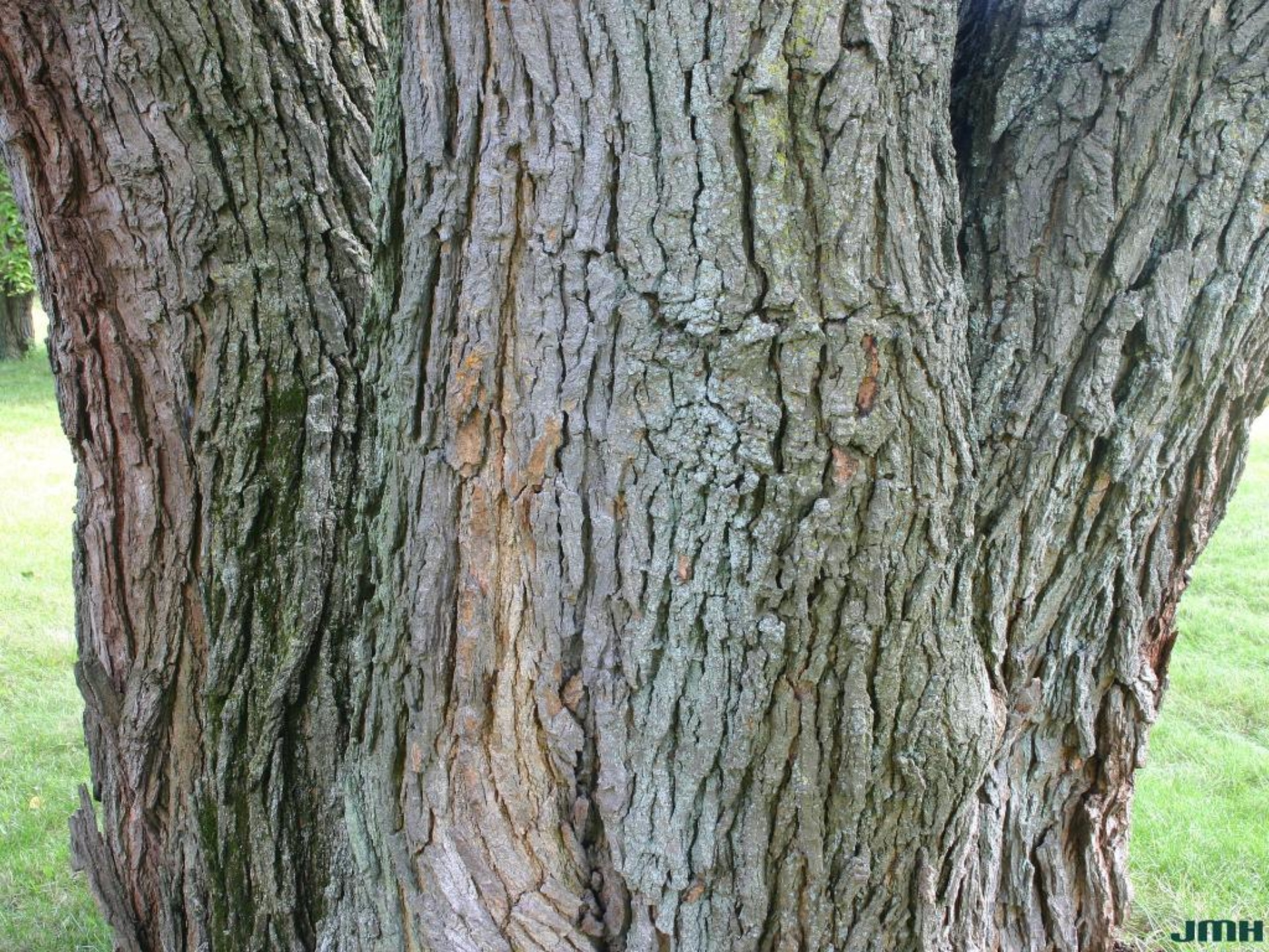 White mulberry (males or fruitless cultivars) | The Morton Arboretum