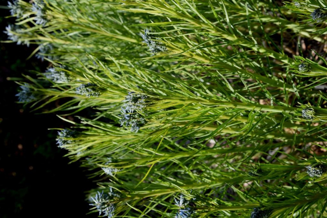 Arkansas blue star | The Morton Arboretum