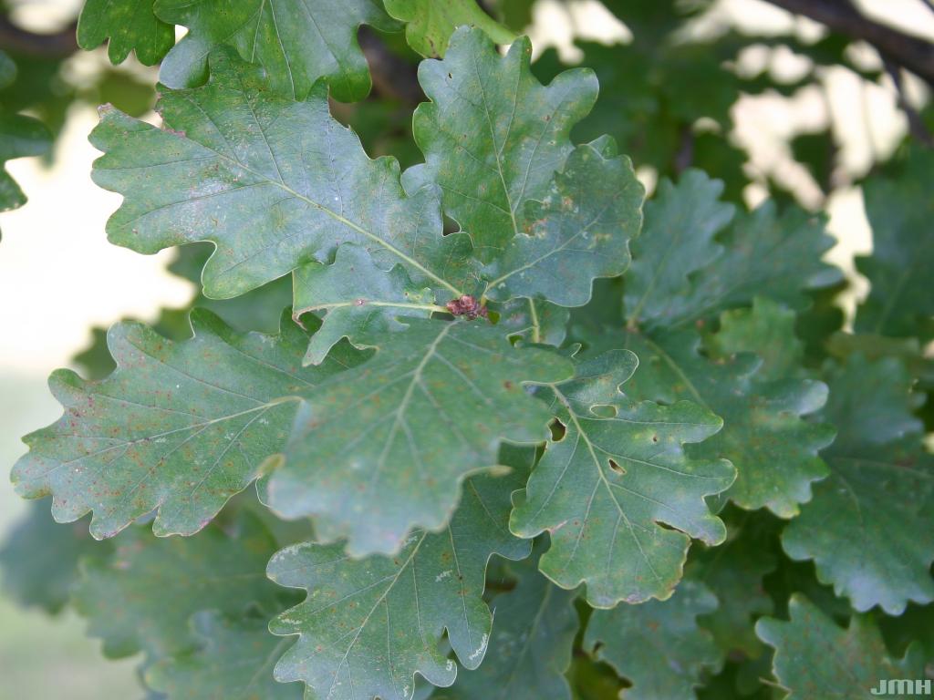 English oak | Quercus robur | The Morton Arboretum
