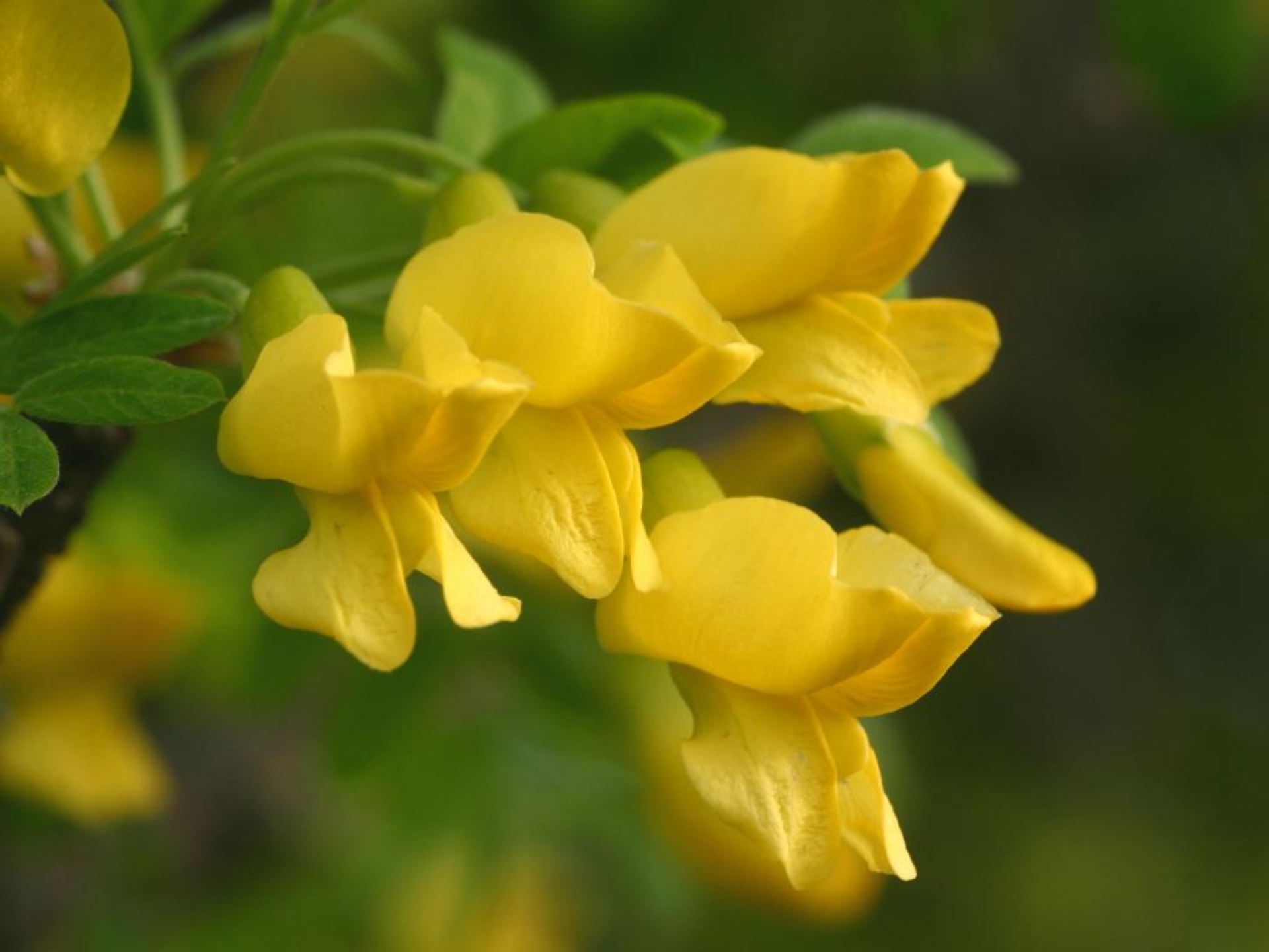 Siberian pea-shrub | The Morton Arboretum