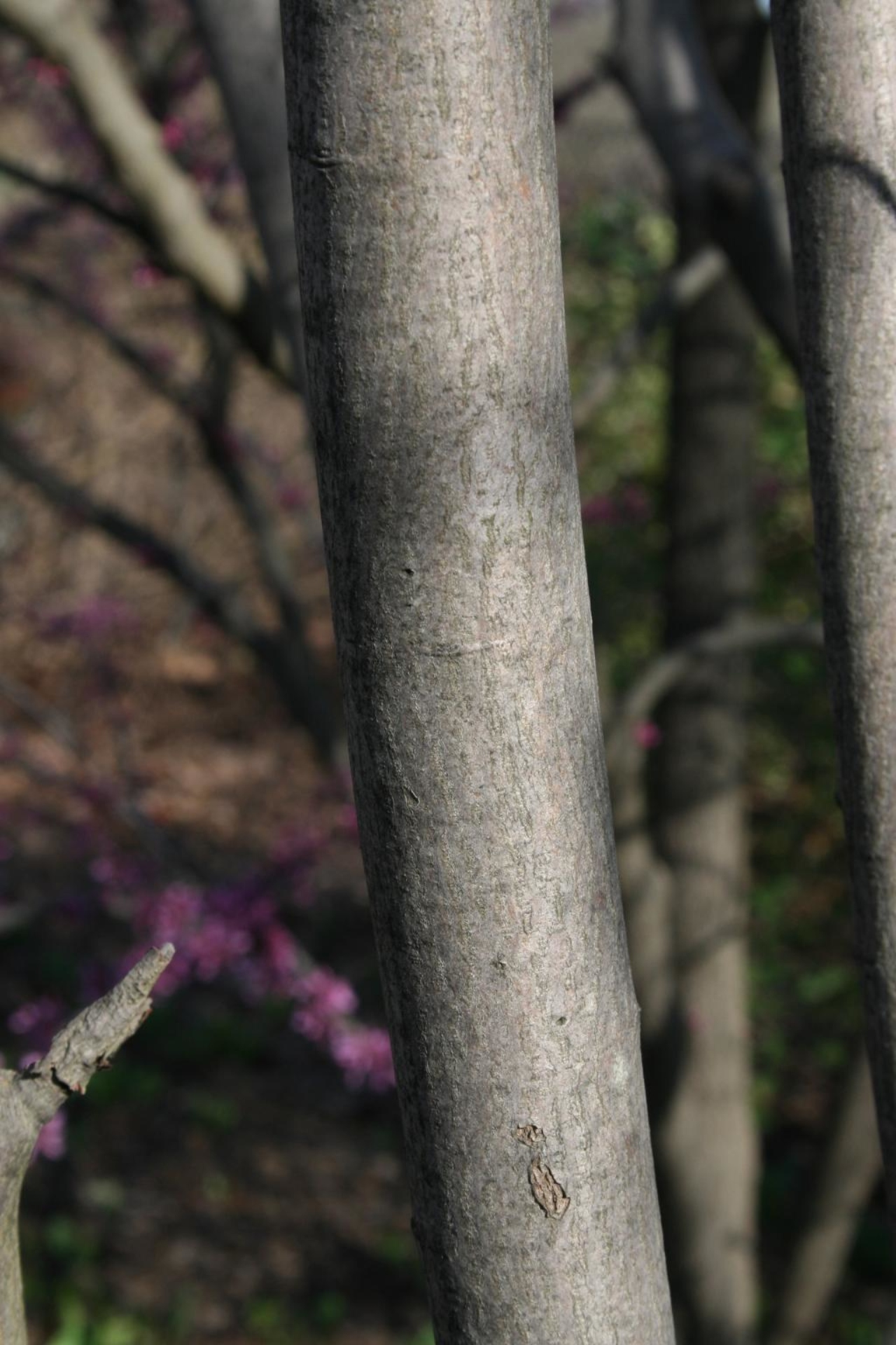 Allegheny serviceberry | The Morton Arboretum