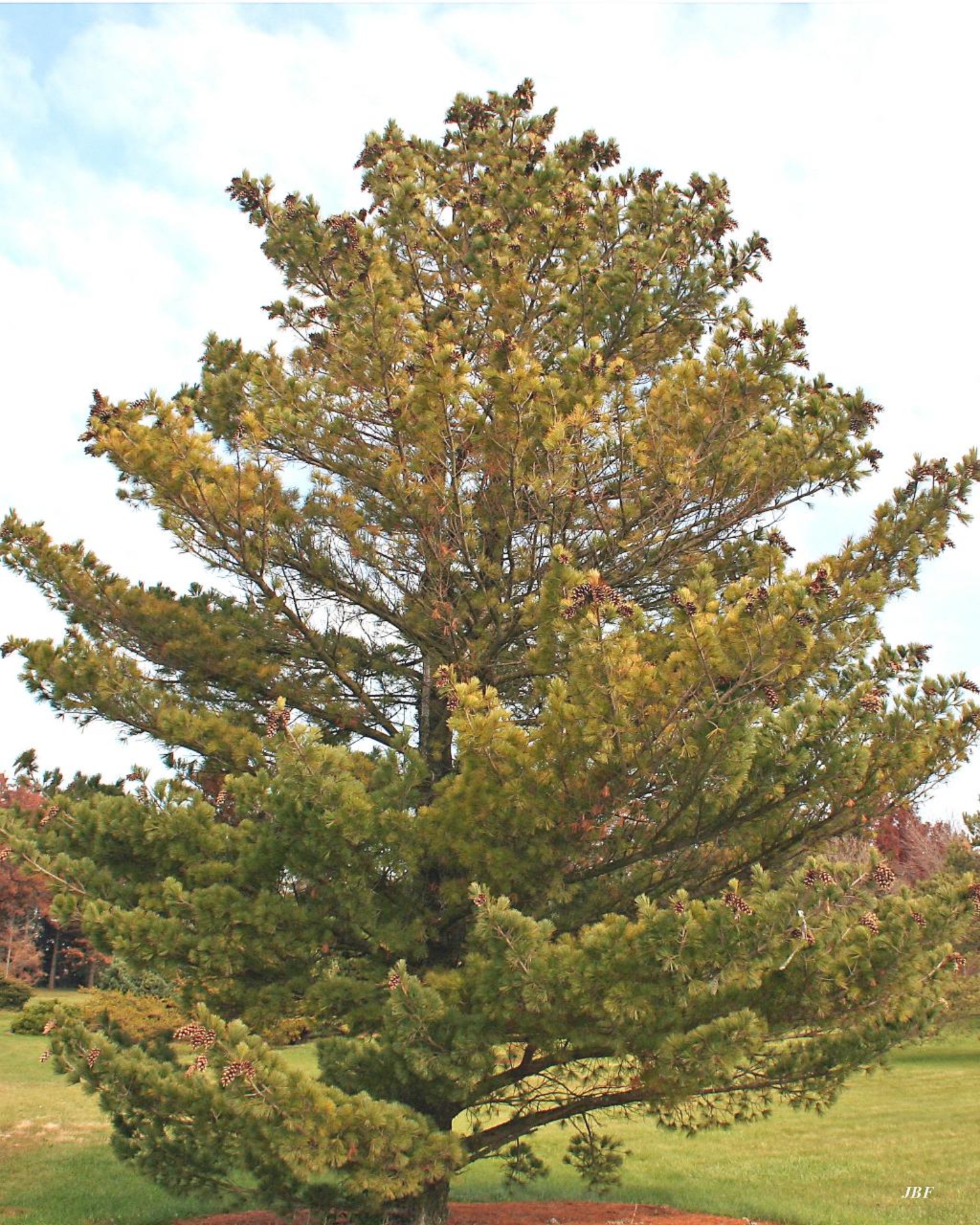 Balkan pine | The Morton Arboretum