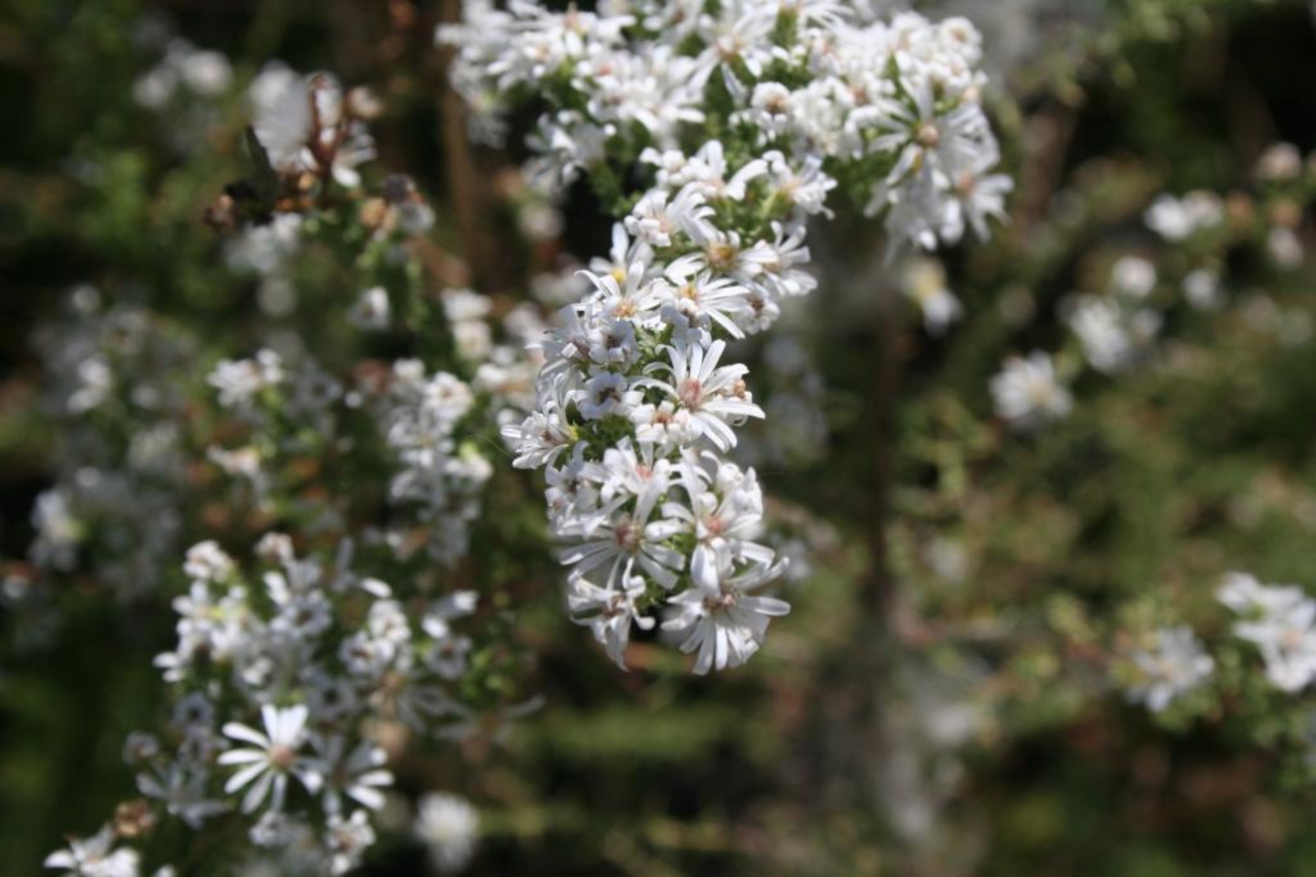 Heath aster | The Morton Arboretum