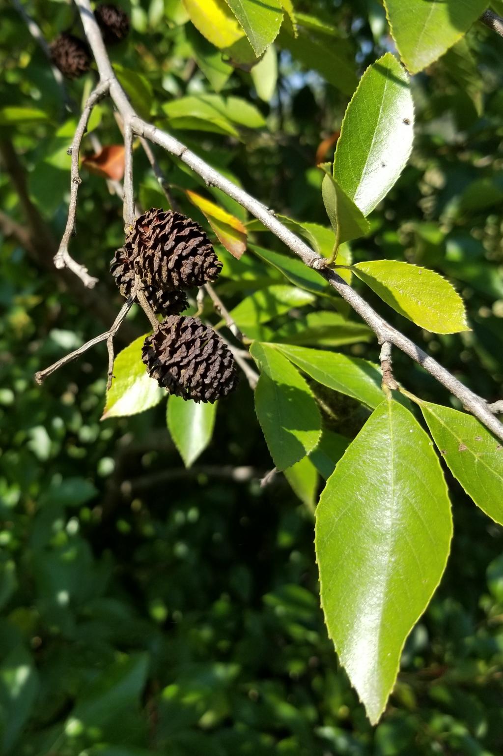 Seaside alder | Alnus maritima | The Morton Arboretum