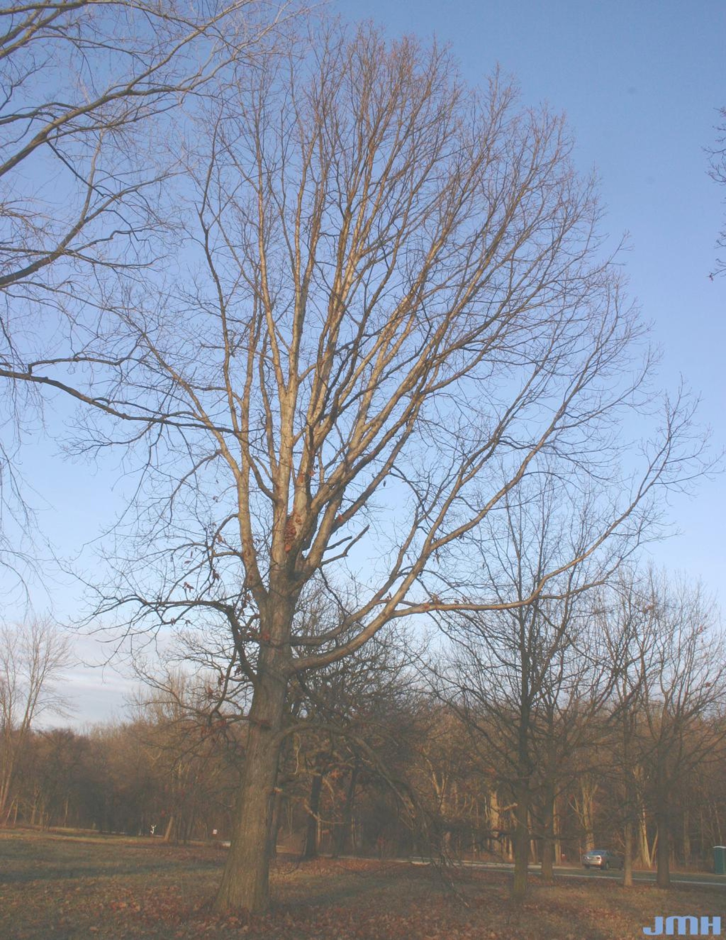 Swamp chestnut oak | The Morton Arboretum