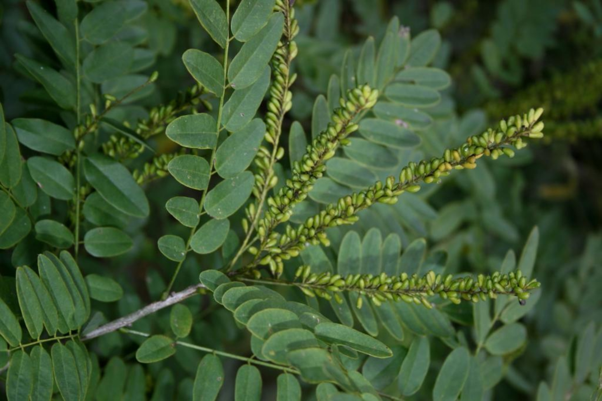 Indigo-bush | The Morton Arboretum