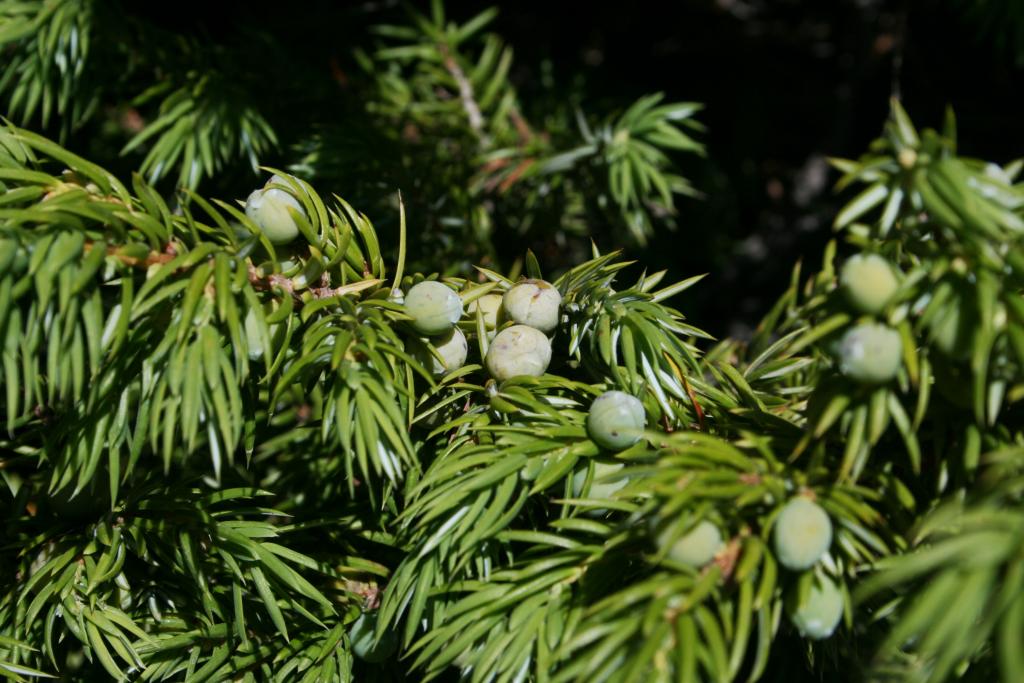 Common juniper | Juniperus communis | The Morton Arboretum