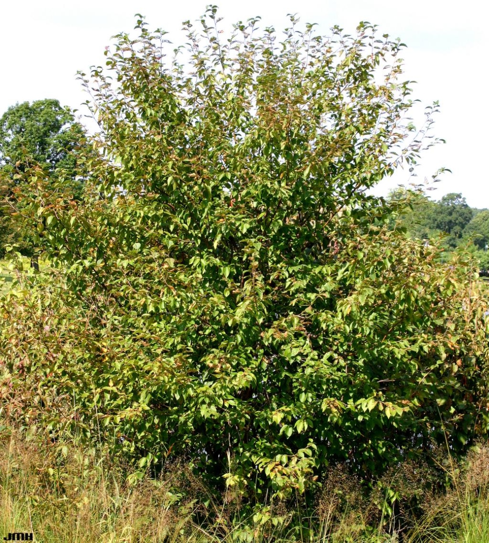 Yellow birch | The Morton Arboretum