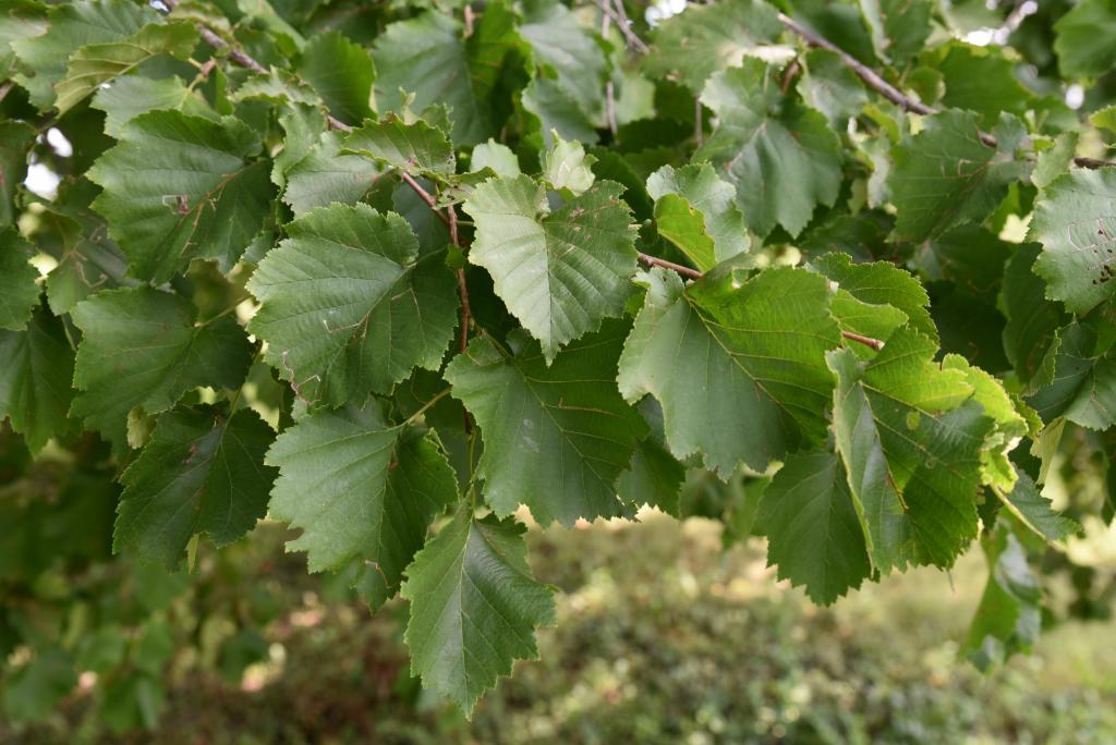 Turkish hazelnut | Corylus colurna | The Morton Arboretum