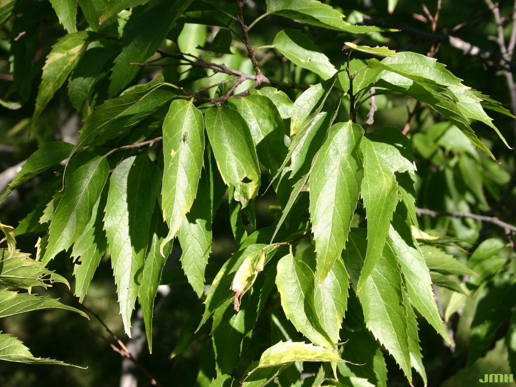 Sugarberry | Celtis laevigata | The Morton Arboretum