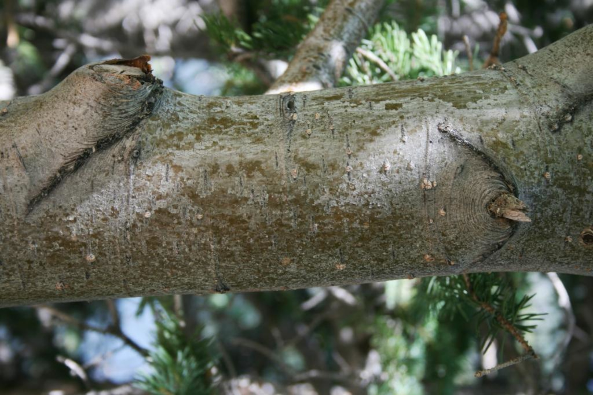 Speckled alder | The Morton Arboretum
