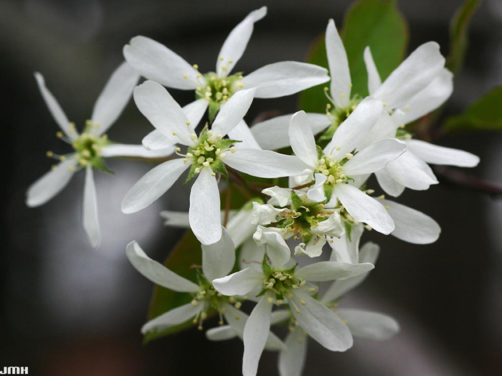 Allegheny serviceberry | The Morton Arboretum