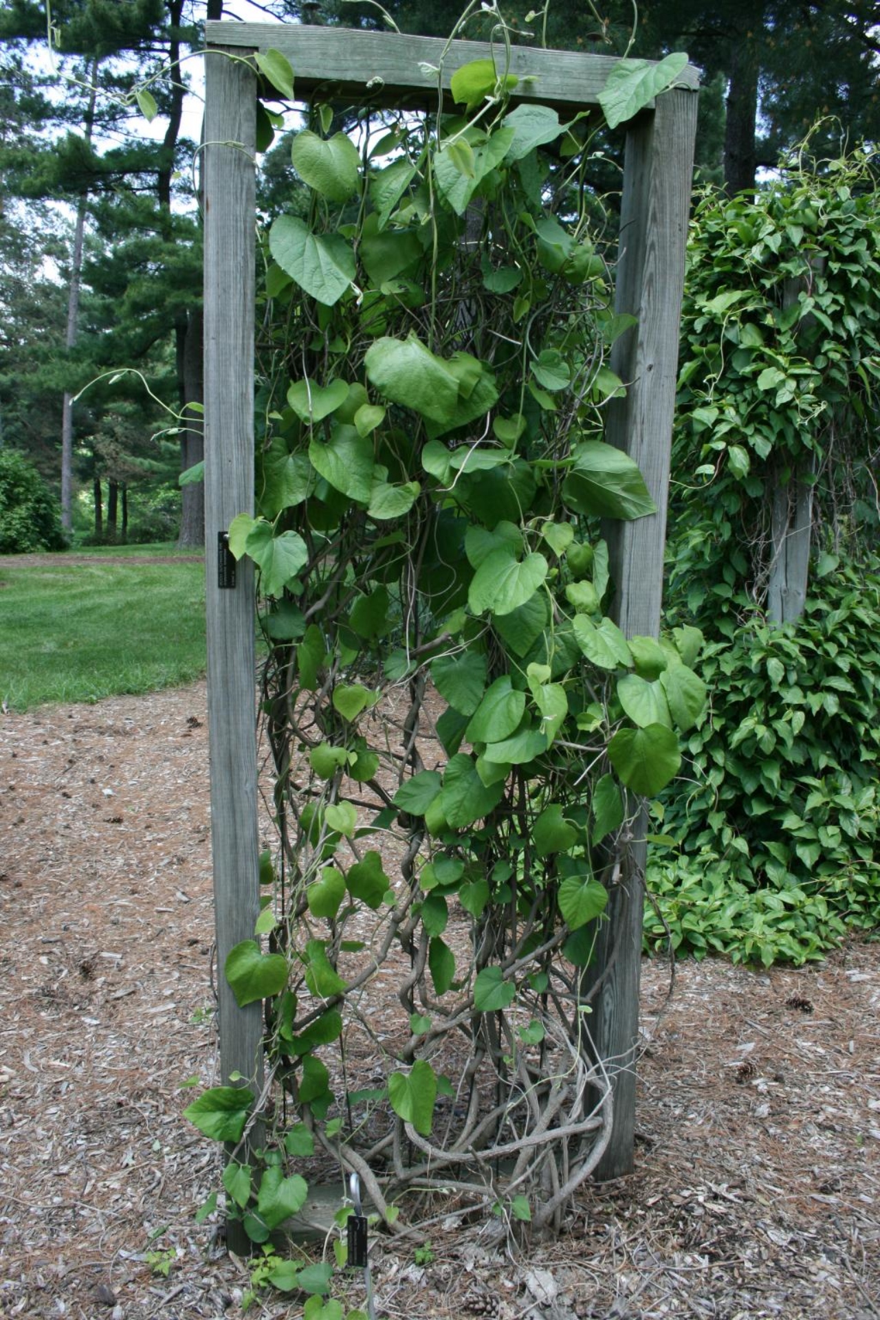 Dutchman's pipe | The Morton Arboretum