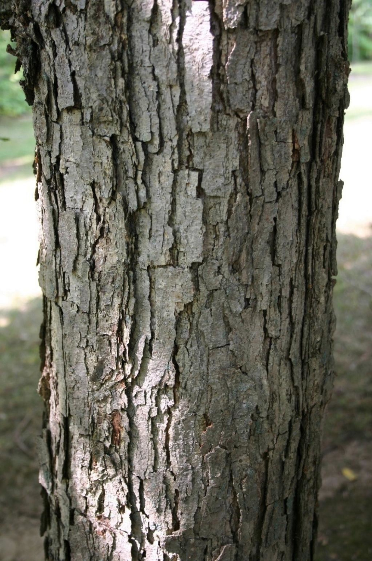 Swamp chestnut oak | The Morton Arboretum