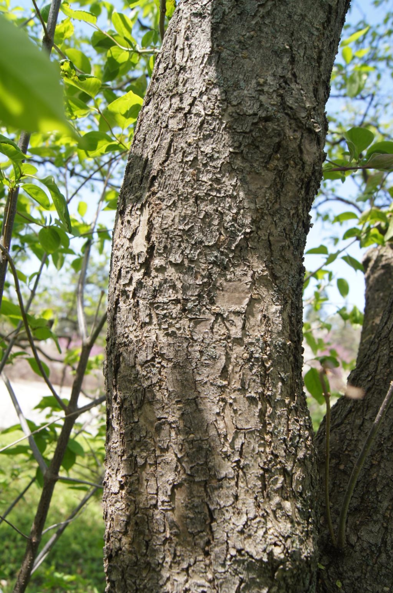 Japanese tree lilac | The Morton Arboretum