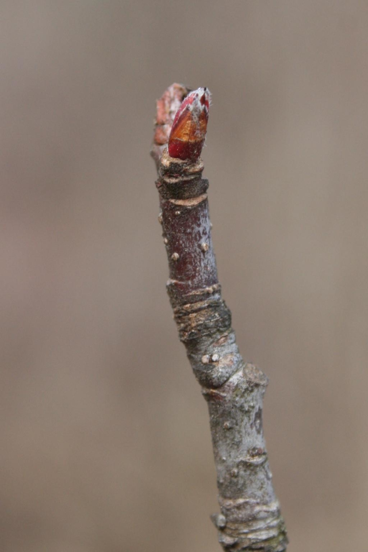 Prairie crabapple | The Morton Arboretum