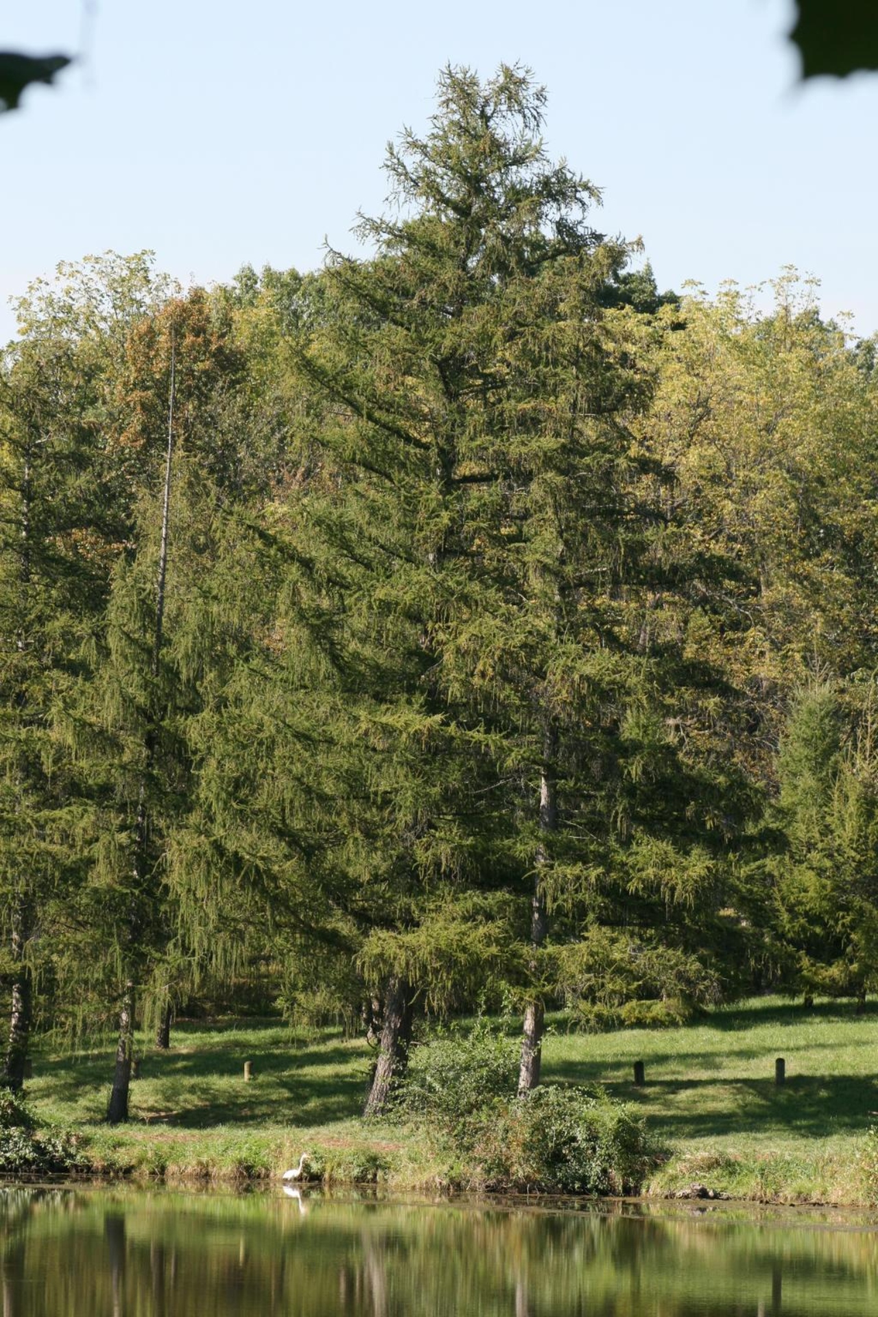 European larch | The Morton Arboretum