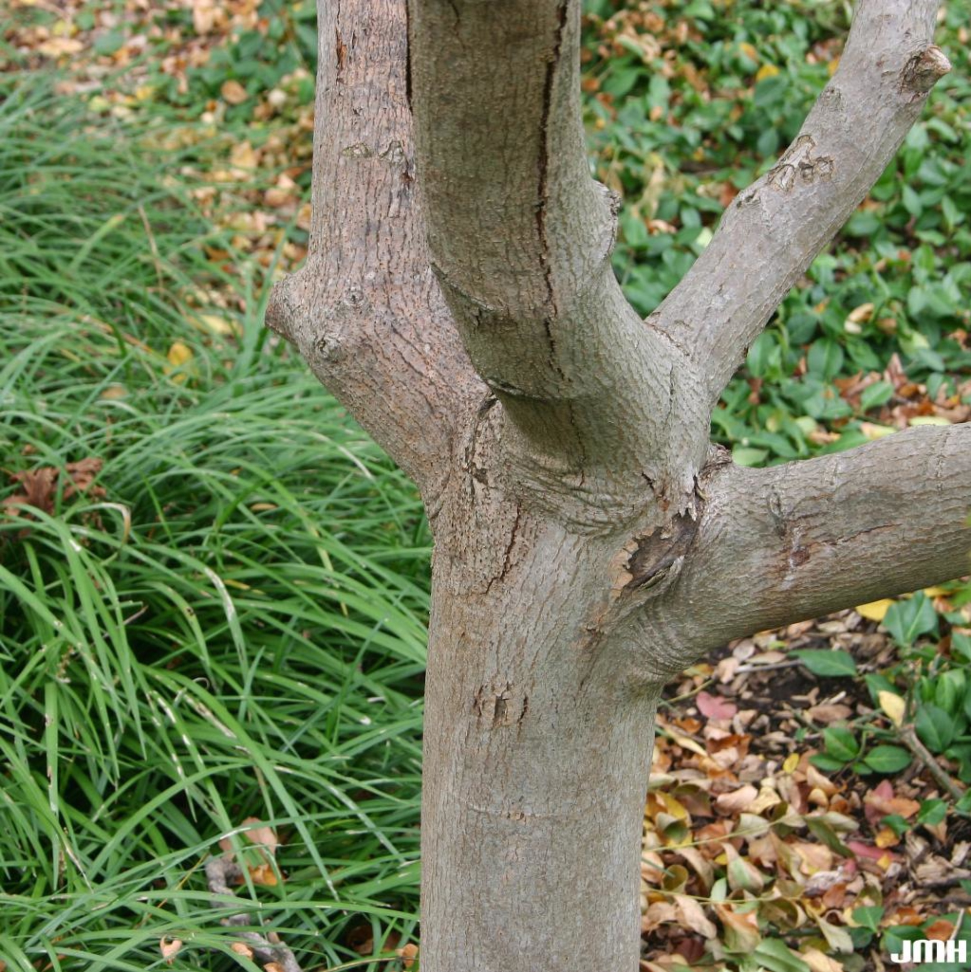 Fullmoon maple | The Morton Arboretum