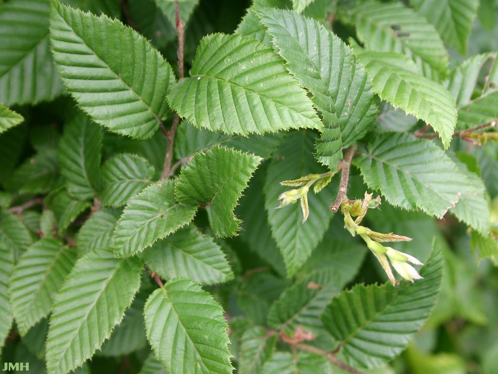 Carpinus Betulus Fastigiata European Hornbeam
