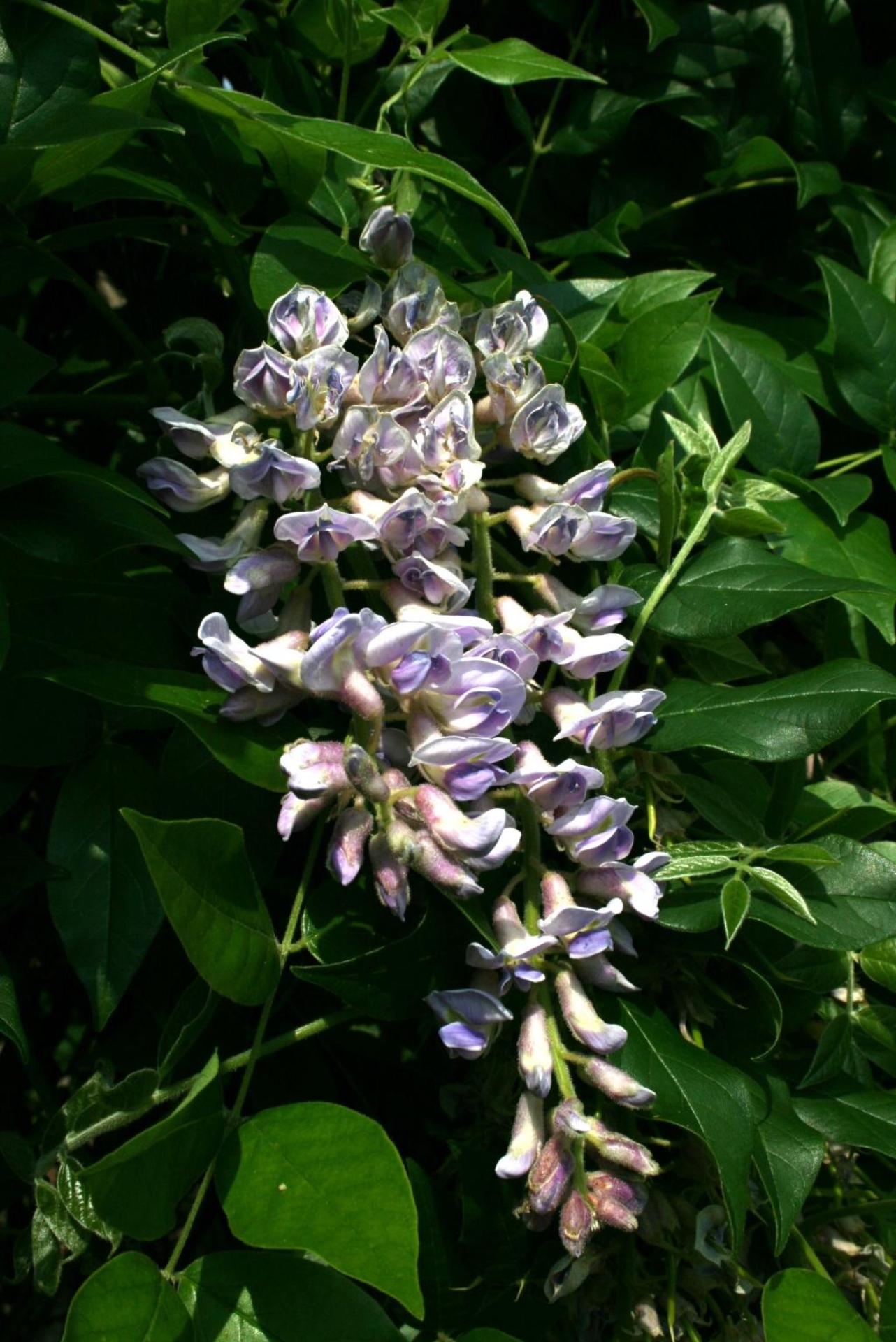 American wisteria | The Morton Arboretum