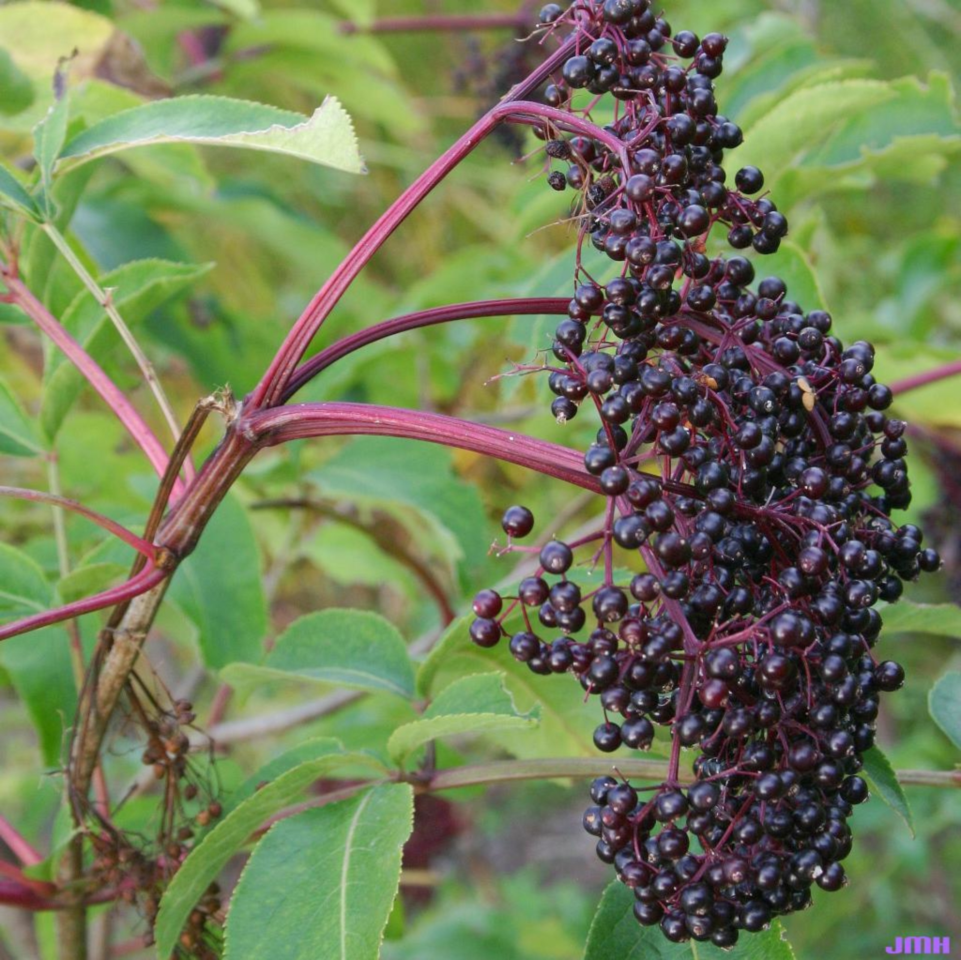 Common elderberry | The Morton Arboretum