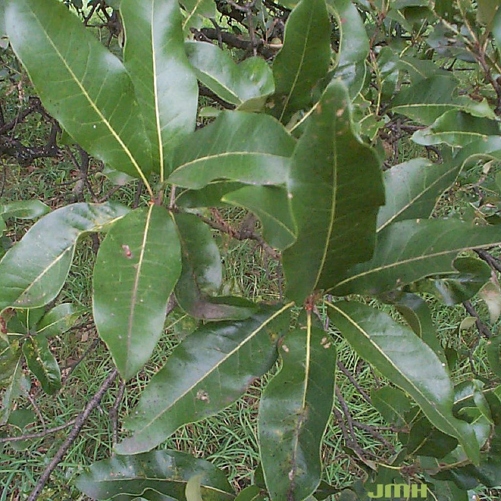 Shingle oak | Quercus imbricaria | The Morton Arboretum