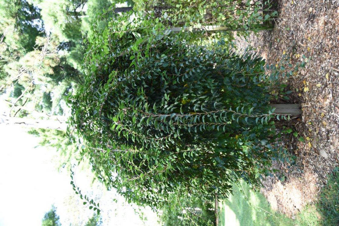 Hardy kiwi | The Morton Arboretum