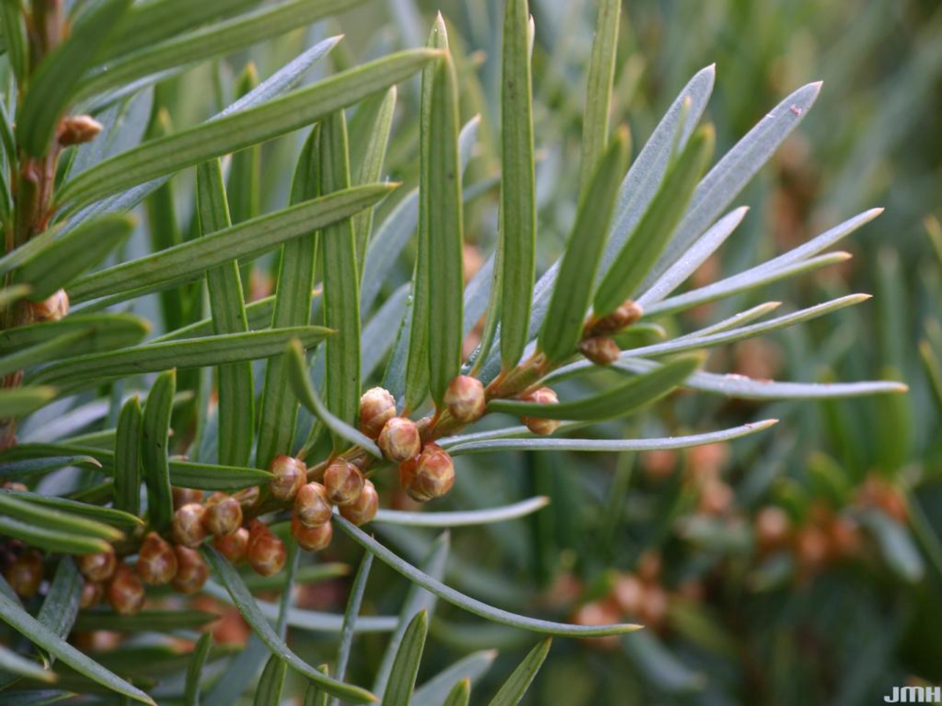 Anglo-Japanese yew | The Morton Arboretum