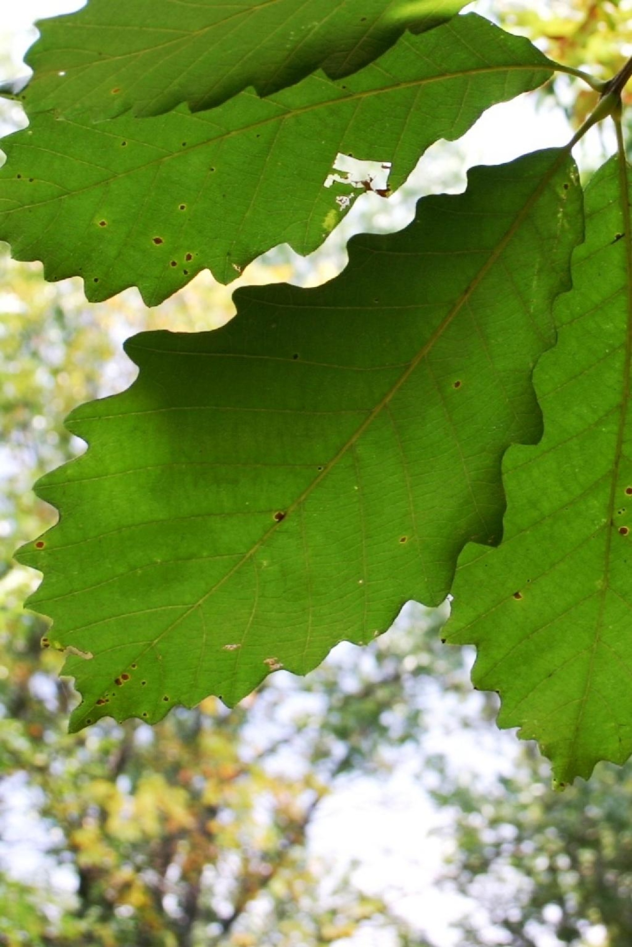 Swamp chestnut oak | The Morton Arboretum