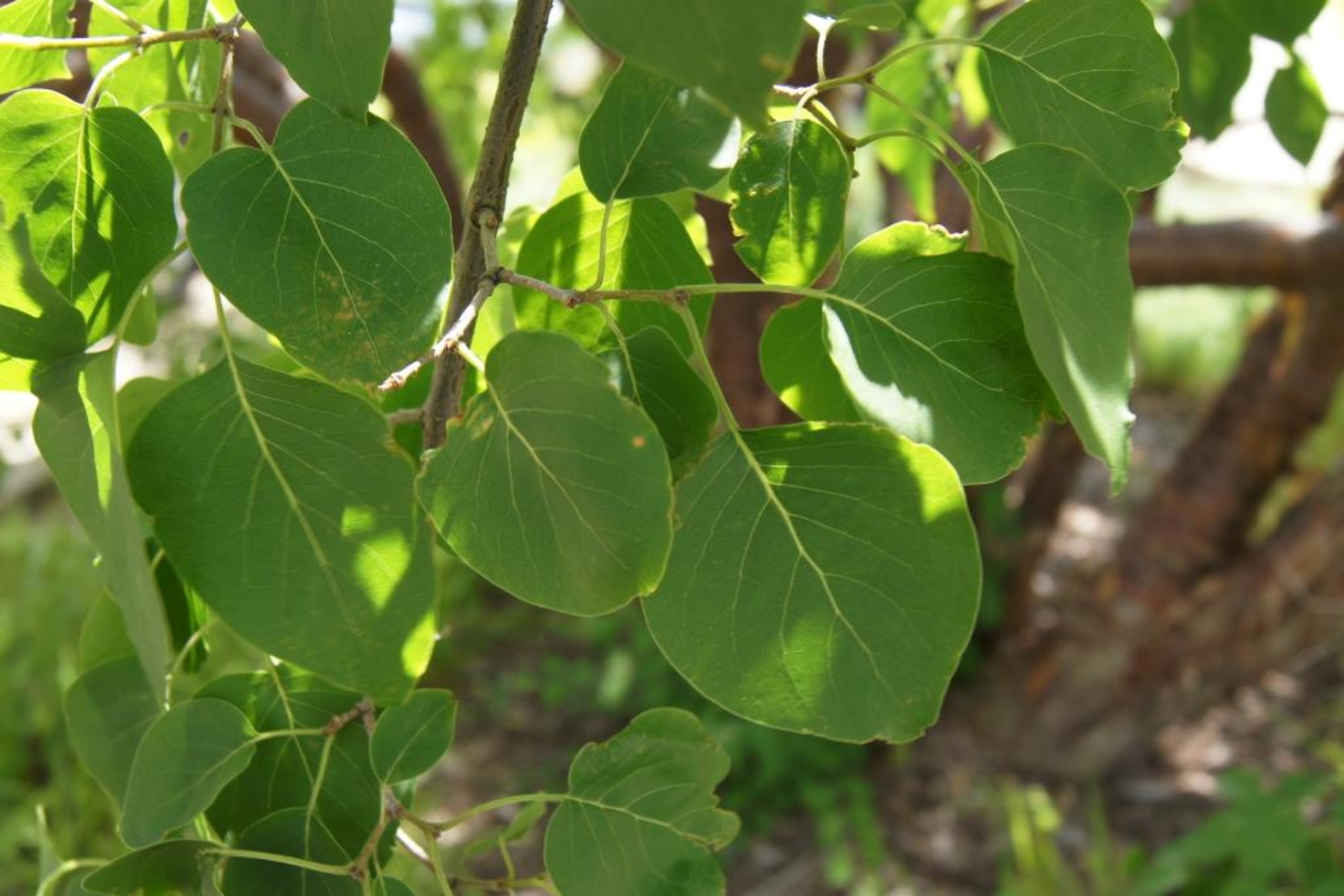 CHINA SNOW™ Peking lilac | The Morton Arboretum