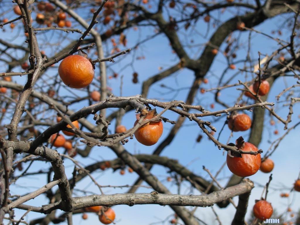 Persimmon | Diospyros virginiana | The Morton Arboretum