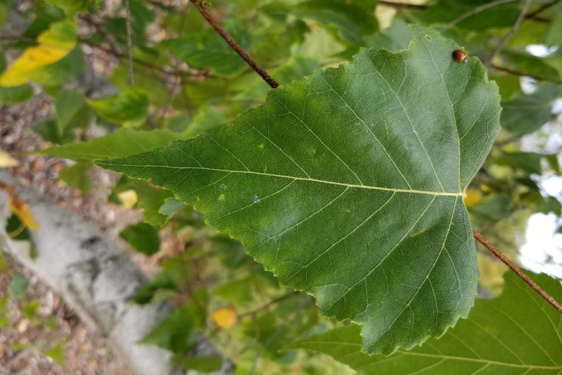 Whitespire Senior gray birch | The Morton Arboretum