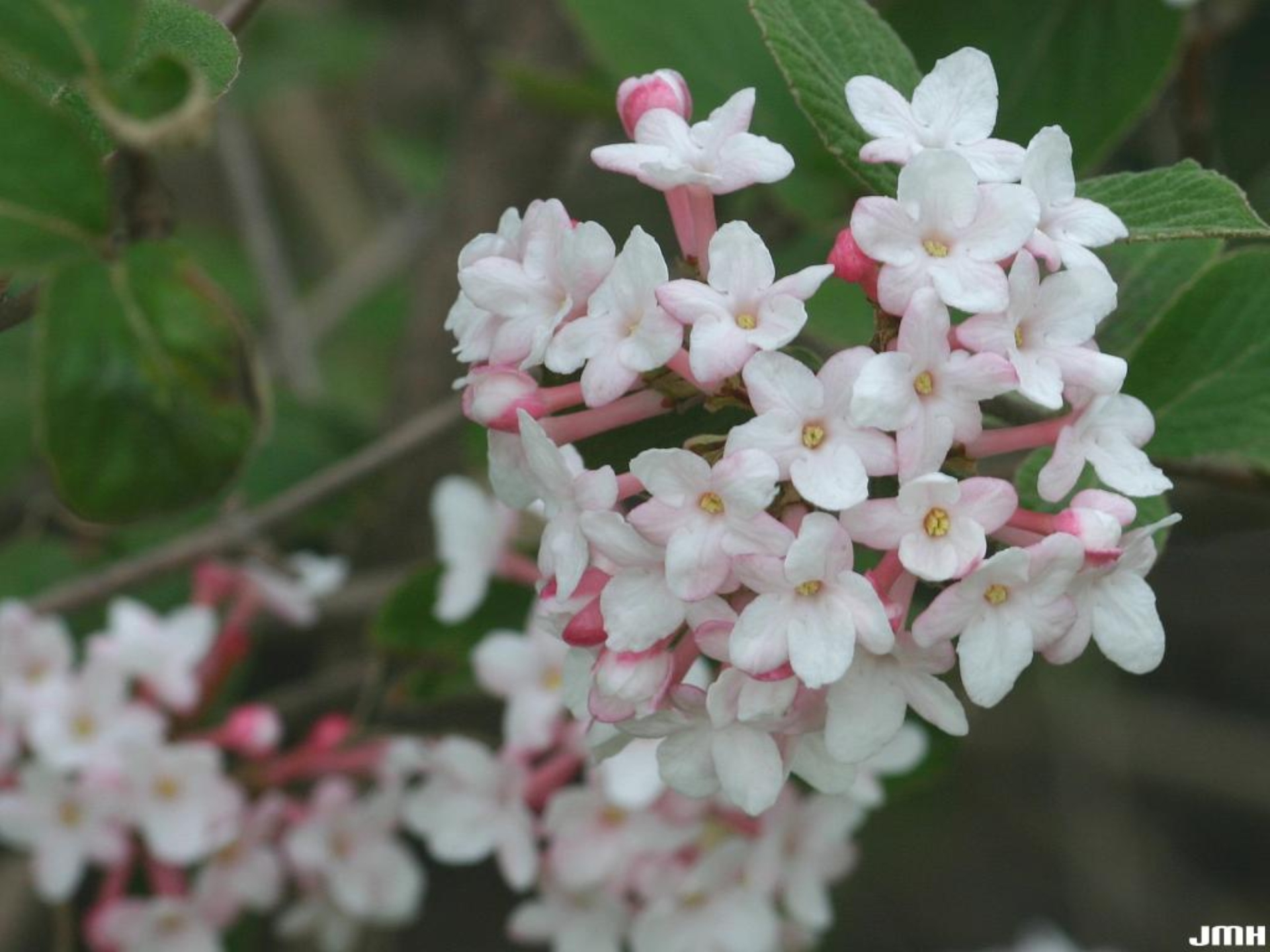 Cayuga viburnum | The Morton Arboretum