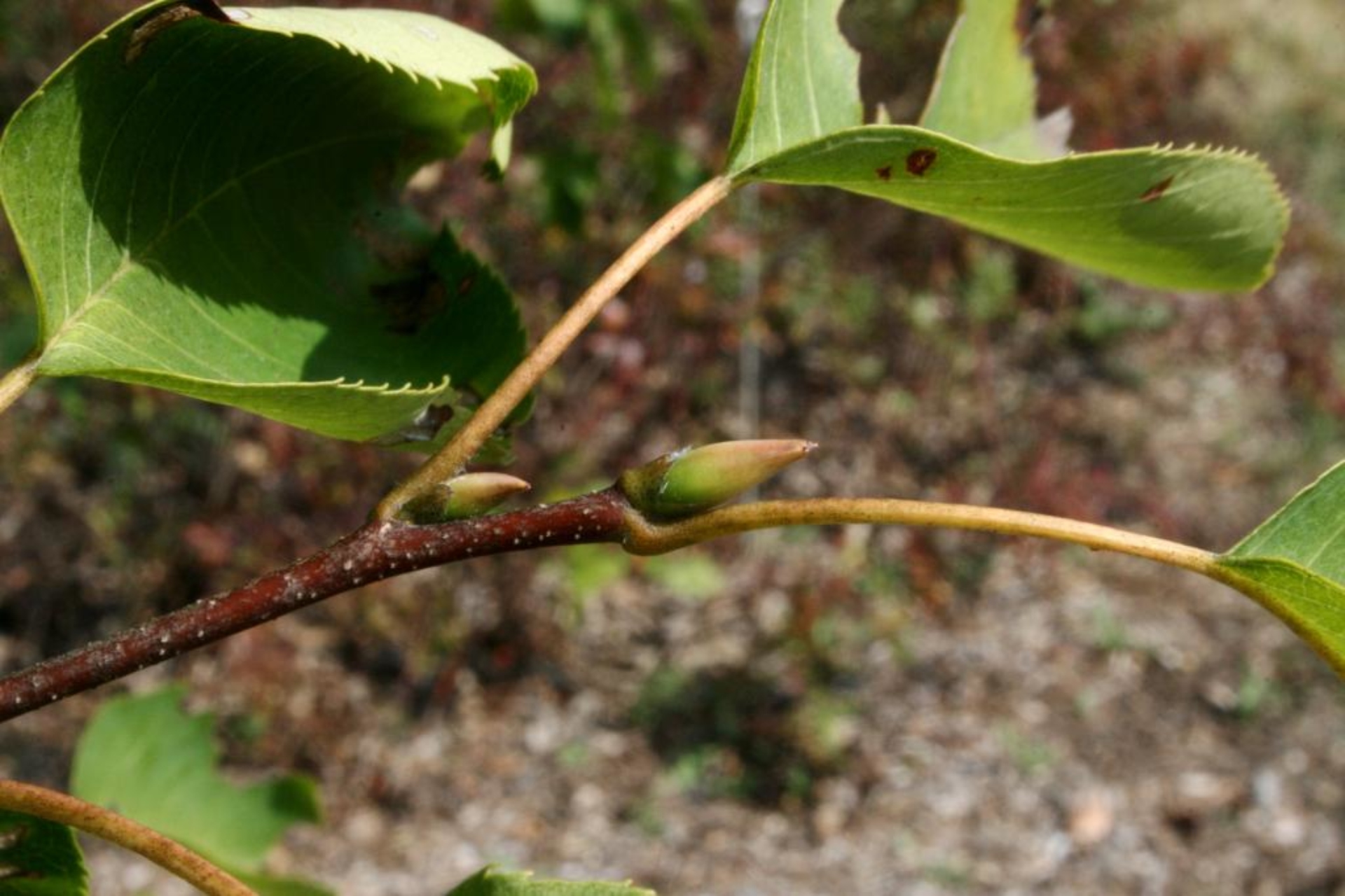 Downy serviceberry | The Morton Arboretum